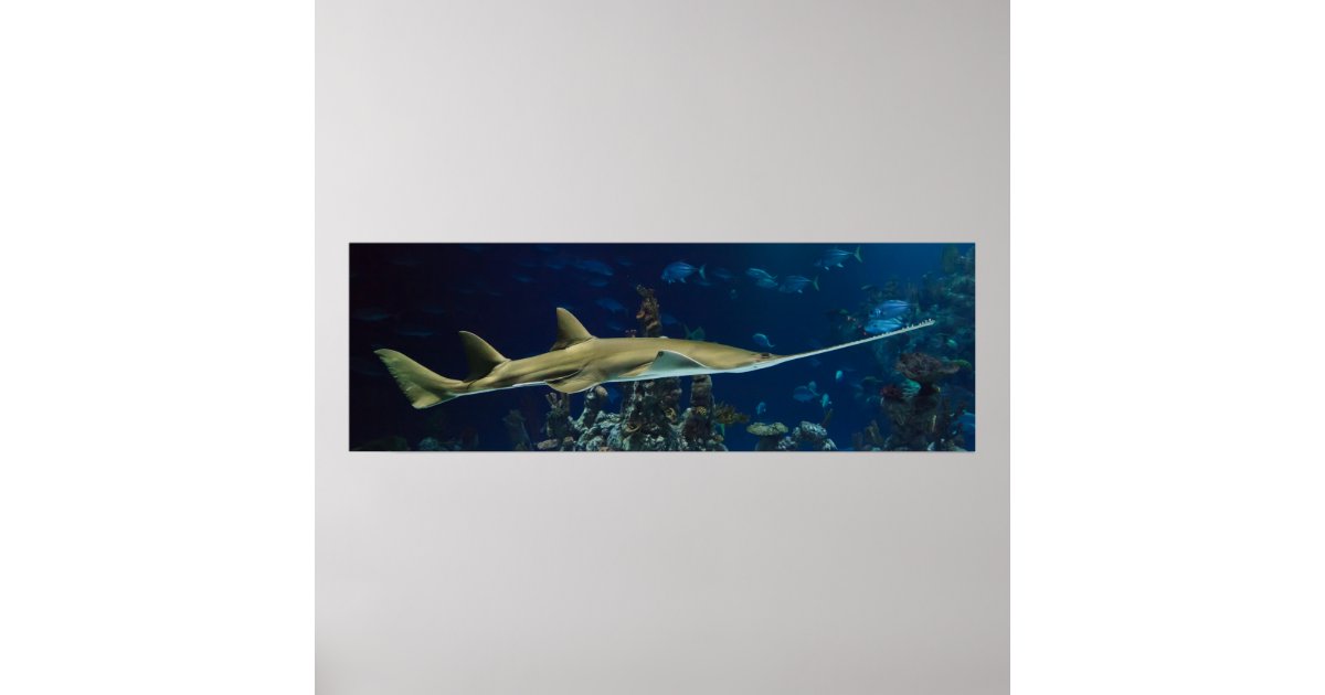 Striking Sawfish Poster | Zazzle