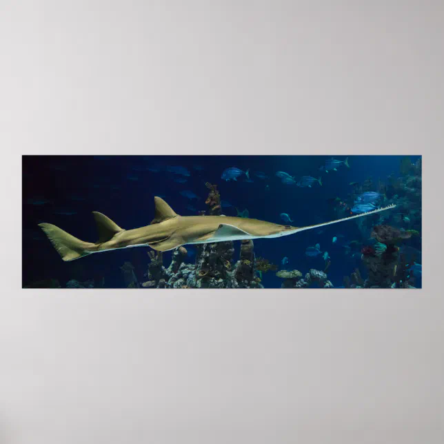 Striking Sawfish Poster | Zazzle
