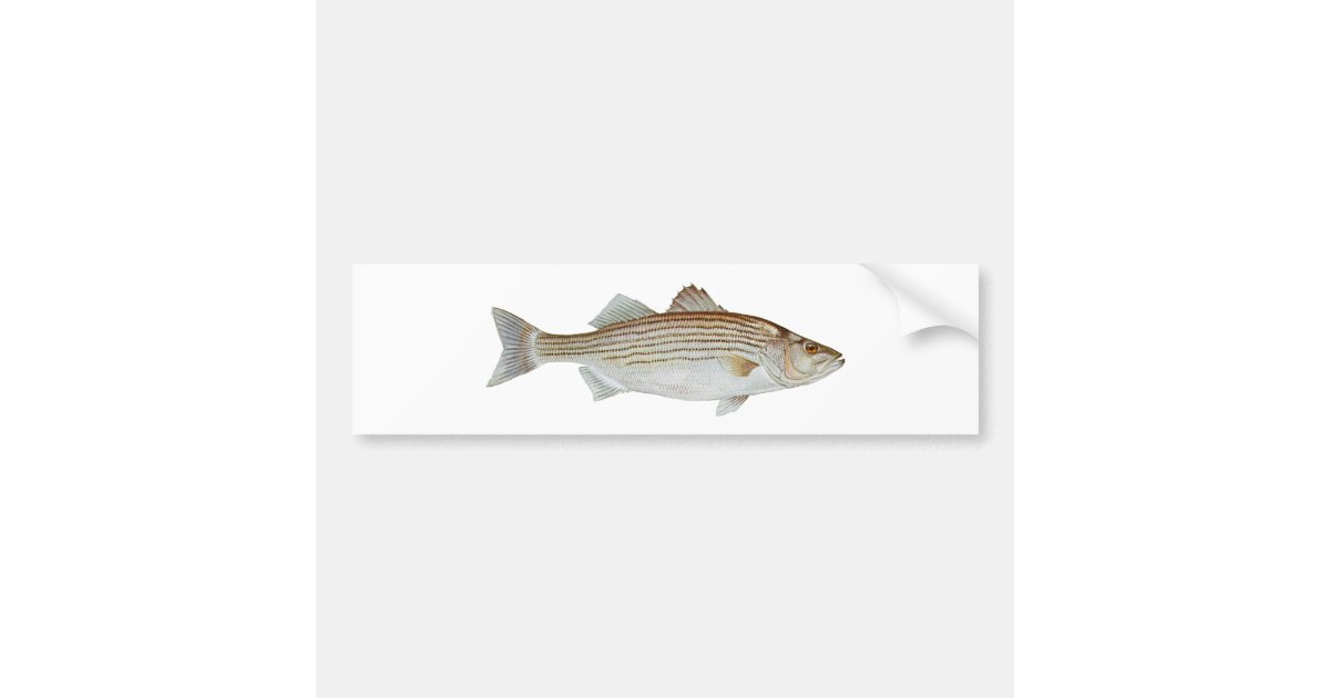Striped Bass Art Bumper Sticker | Zazzle