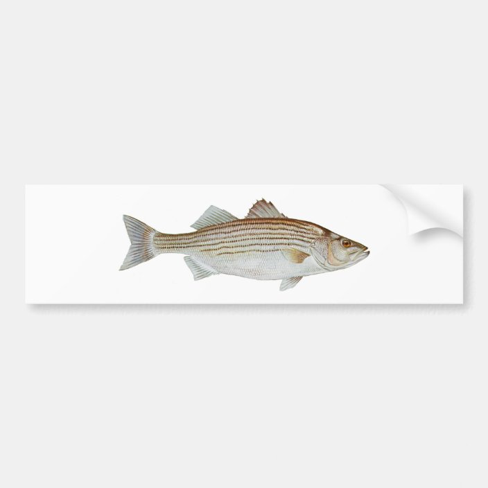 Striped Bass Art Bumper Sticker | Zazzle.com