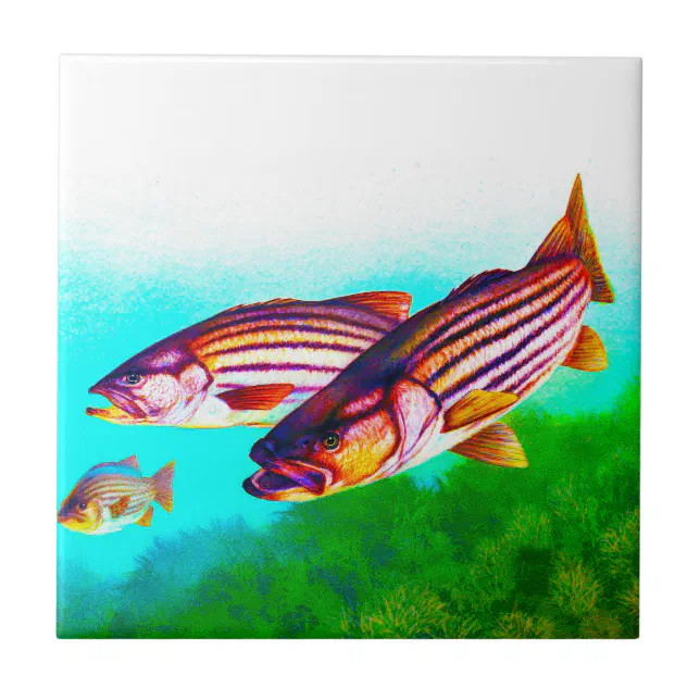 Striped Bass Atlantic Striper Ceramic Tile | Zazzle