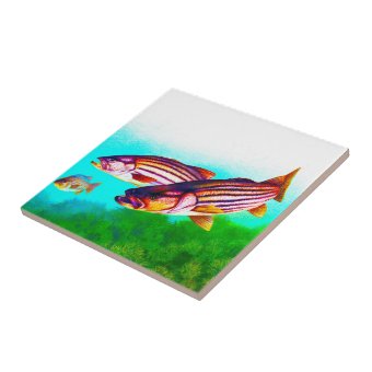 Striped Bass Atlantic Striper Ceramic Tile | Zazzle
