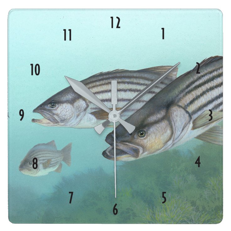 Striped bass fish illustration square wall clock | Zazzle