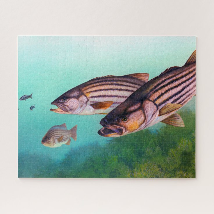 Striped Bass Jigsaw Puzzle | Zazzle