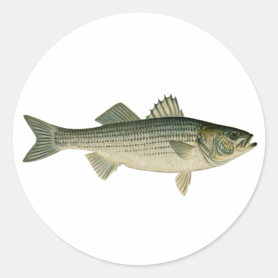 Striped Bass Logo Classic Round Sticker | Zazzle.com