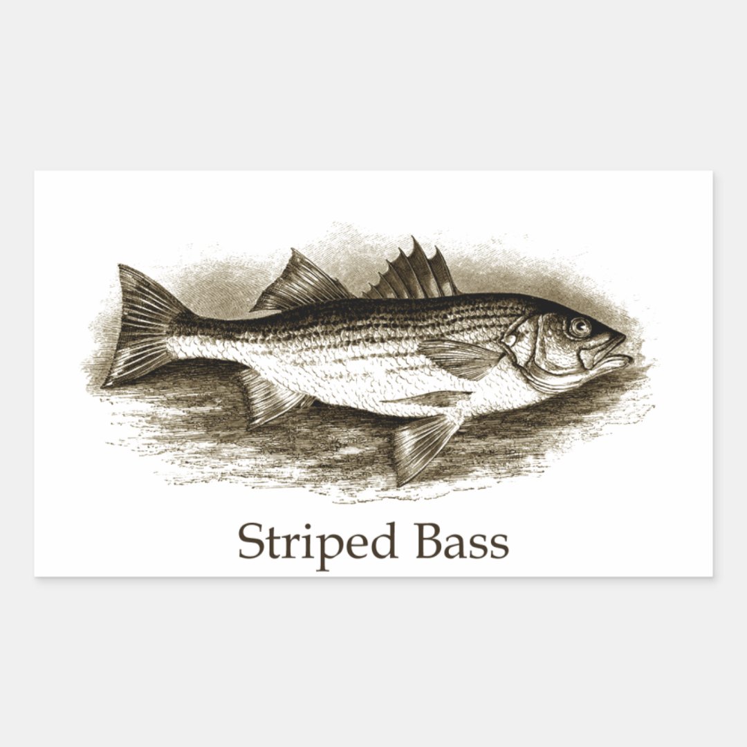 Striped Bass Logo (vintage) Rectangular Sticker | Zazzle