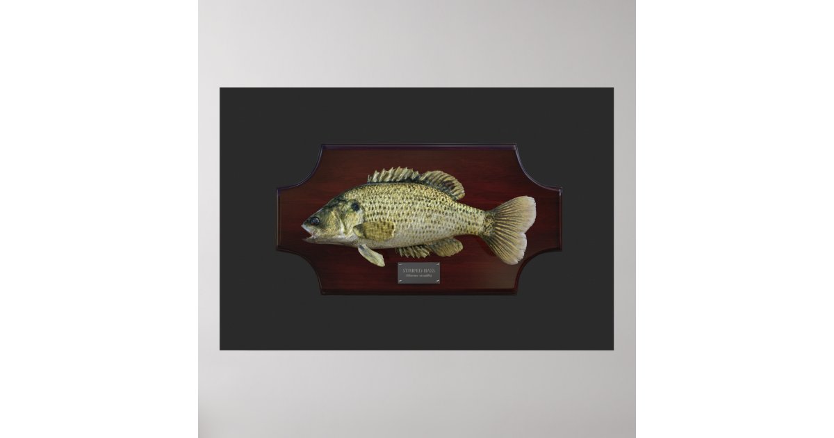 Striped Bass Trophy Plaque Poster | Zazzle