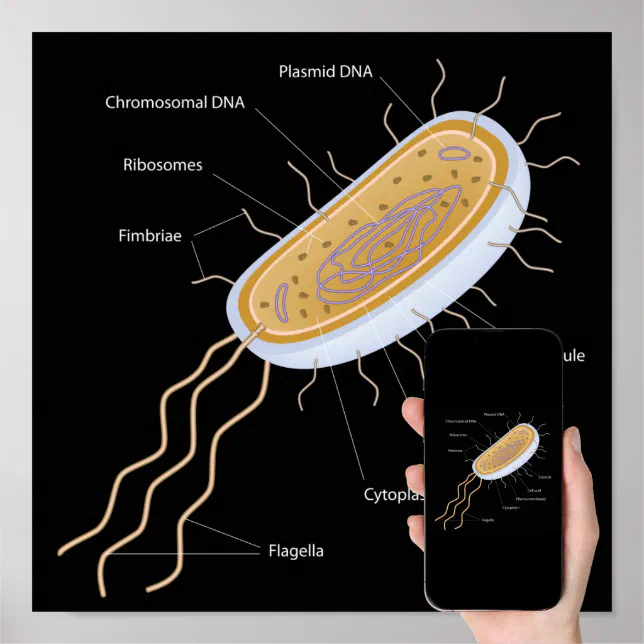 Structure of a bacterial cell Poster | Zazzle