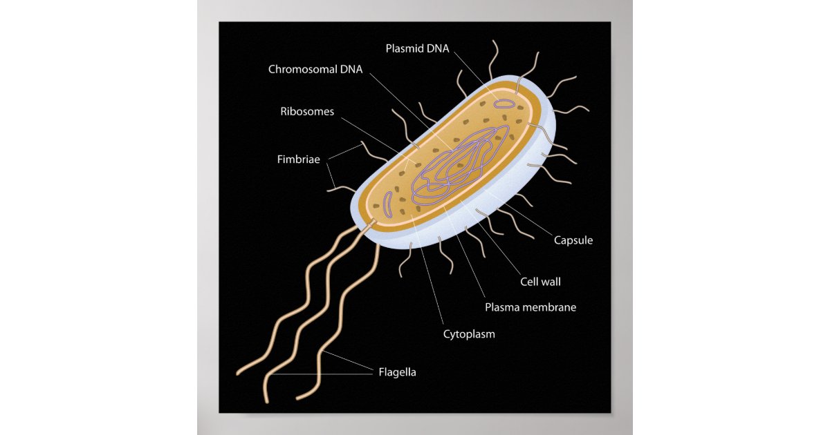 Structure of a bacterial cell Poster | Zazzle