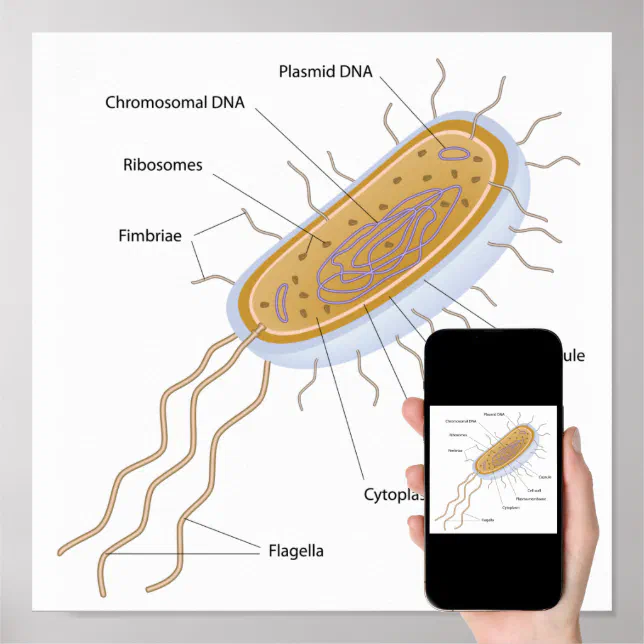 Structure of a bacterial cell poster | Zazzle