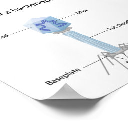 Structure of a bacteriophage Poster | Zazzle