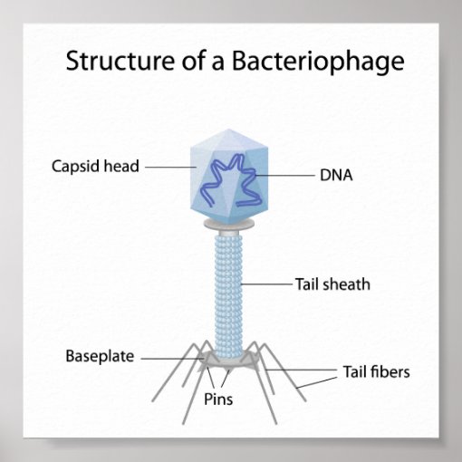 Structure of a bacteriophage Poster | Zazzle