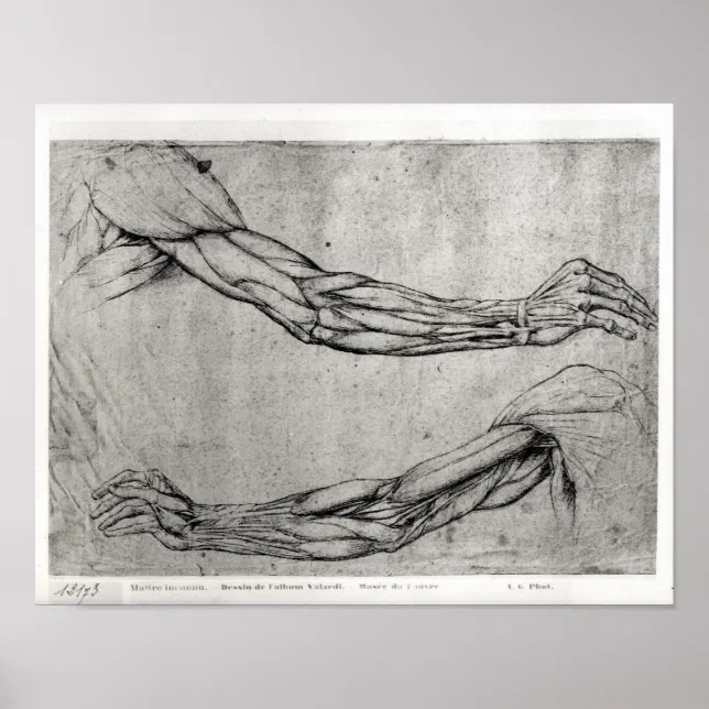 Study of Arms Poster | Zazzle