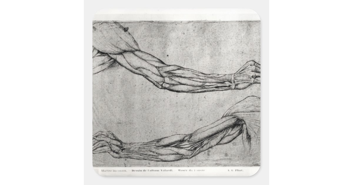 Study of Arms Square Sticker | Zazzle