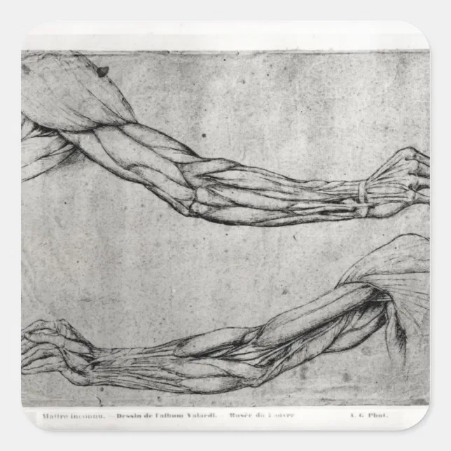 Study of Arms Square Sticker | Zazzle