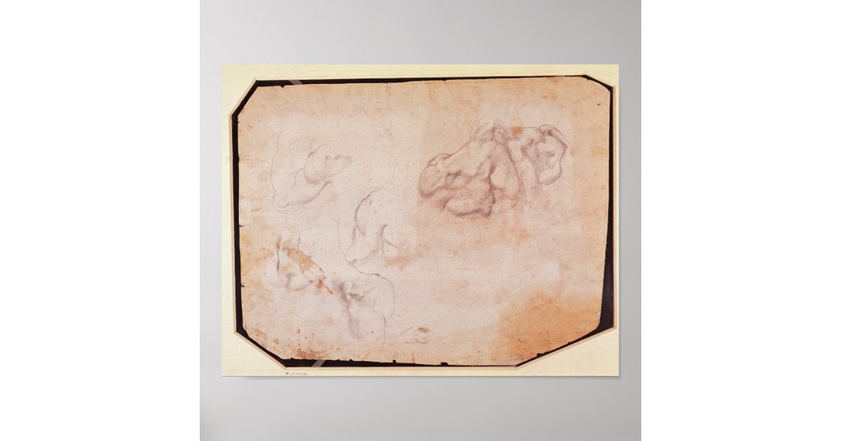 Study of Muscles Poster | Zazzle