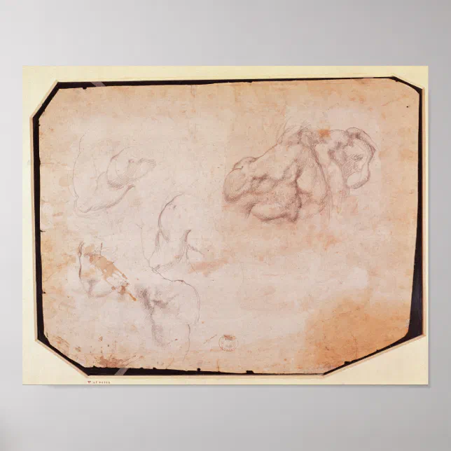 Study of Muscles Poster | Zazzle