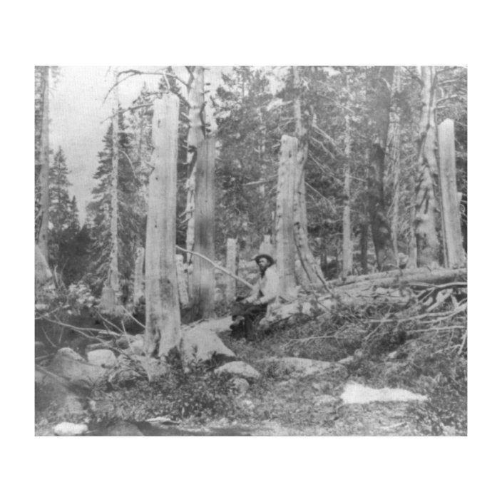 Stumps of Trees Cut down by Donner Party Canvas Print | Zazzle