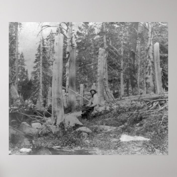 Stumps of Trees Cut down by Donner Party Poster | Zazzle.com