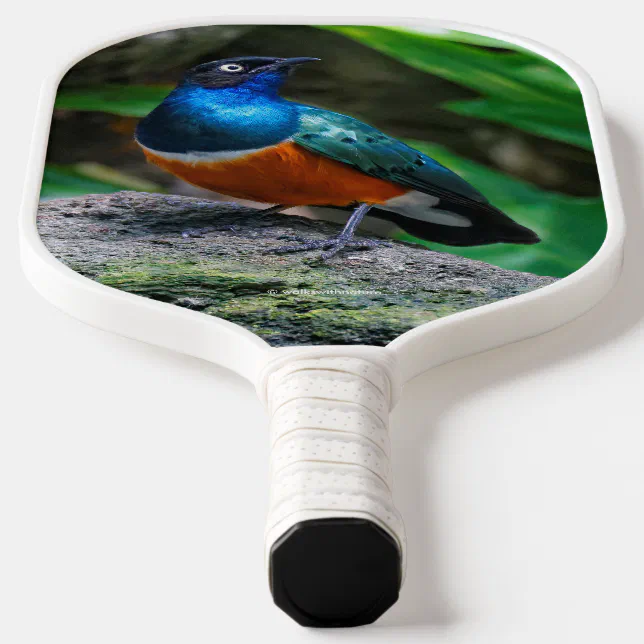 Stunning African Superb Starling Songbird Pickleball Paddle | Zazzle