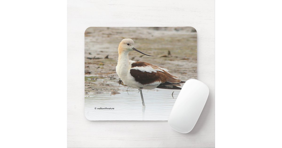 Stunning American Avocet Wading Bird at the Beach Mouse Pad | Zazzle