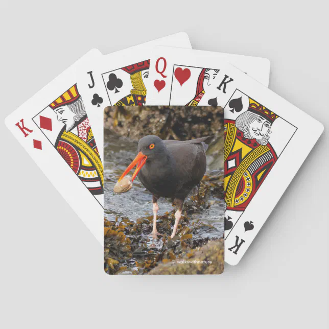 Stunning Black Oystercatcher Shorebird with Clam Poker Cards | Zazzle