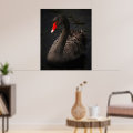 Stunning black swan poster | Zazzle