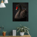 Stunning black swan poster | Zazzle