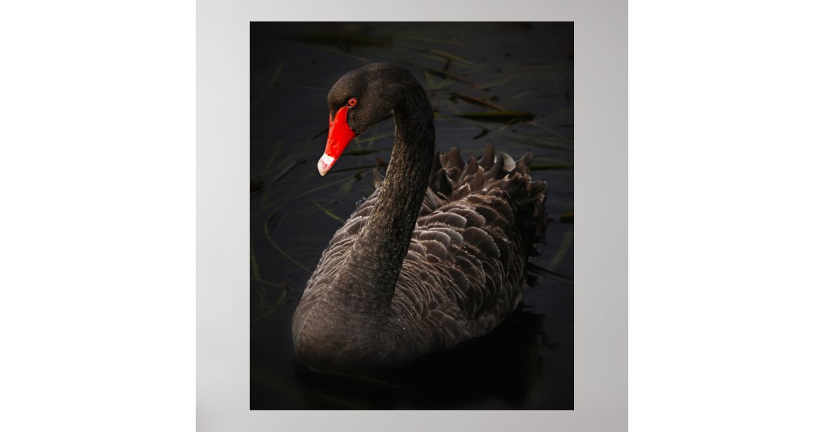 Stunning black swan poster | Zazzle
