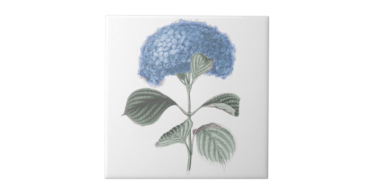 Stunning Blue Hydrangea Flower Tile | Zazzle