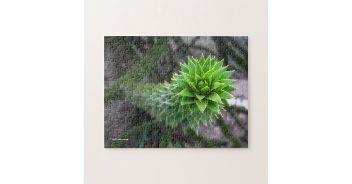 Stunning Chilean Pine Monkey Puzzle Tree | Zazzle