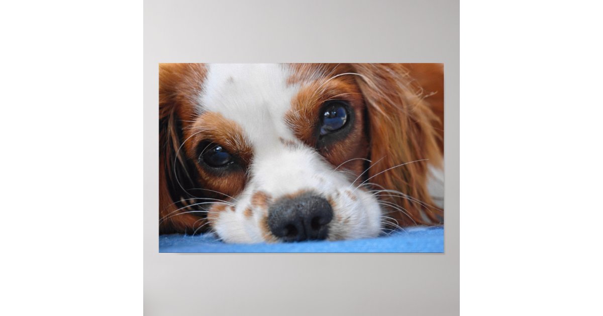 Stunning King Charles Cavalier Poster | Zazzle