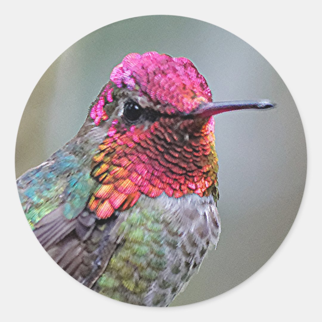 Stunning Male Anna's Hummingbird on the Plum Tree Classic Round Sticker ...