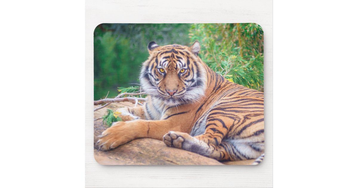 Stunning Reclining Tiger Photograph Mouse Pad | Zazzle