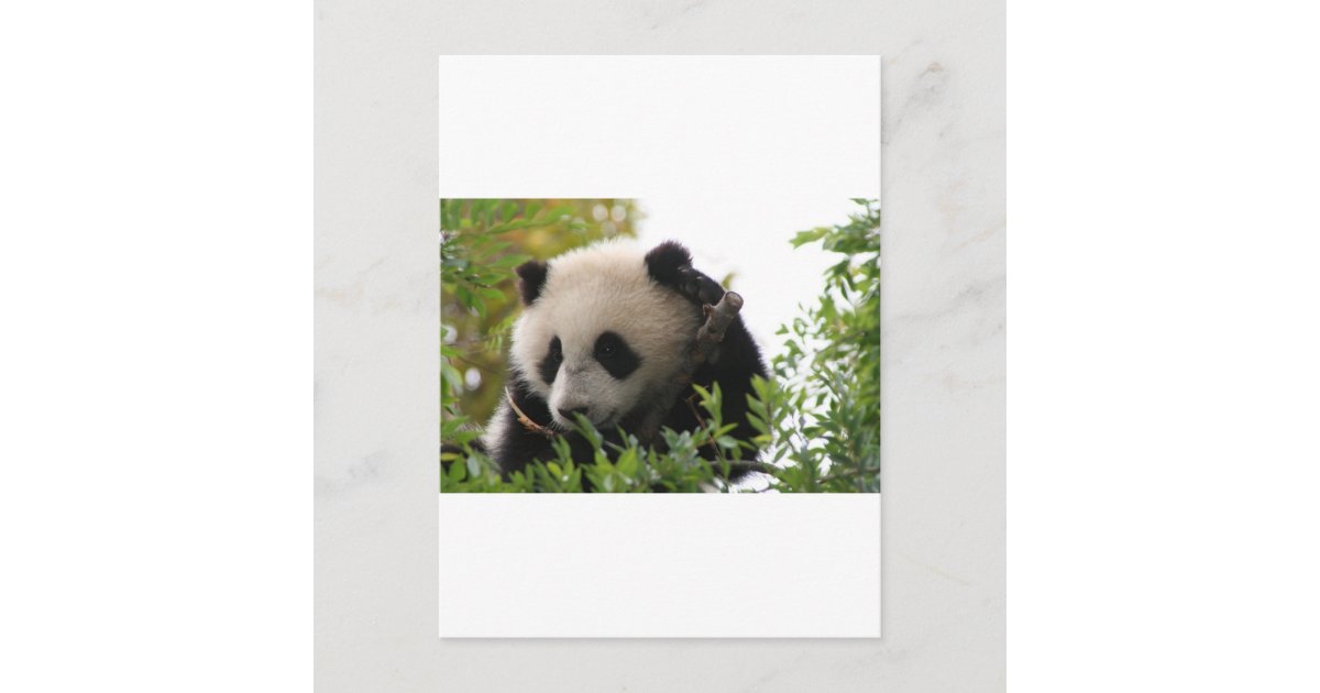 Su Lin, giant panda bear cub at the San Diego Zoo Postcard | Zazzle