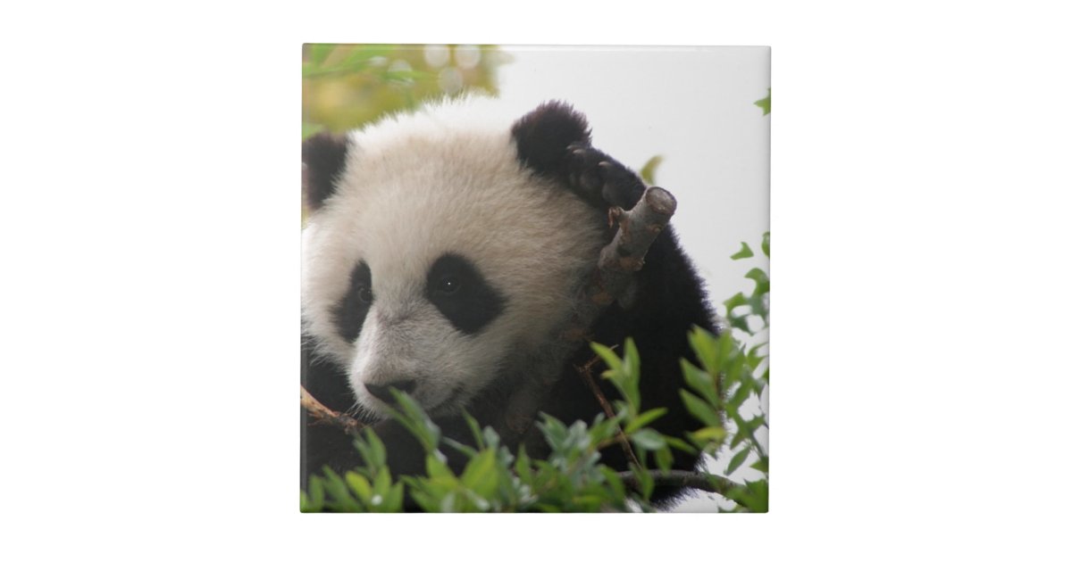 Su Lin, giant panda bear cub at the San Diego Zoo Tile | Zazzle