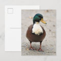 Suave Domestic Mallard Duclair Bibbed Odd Duck Postcard | Zazzle