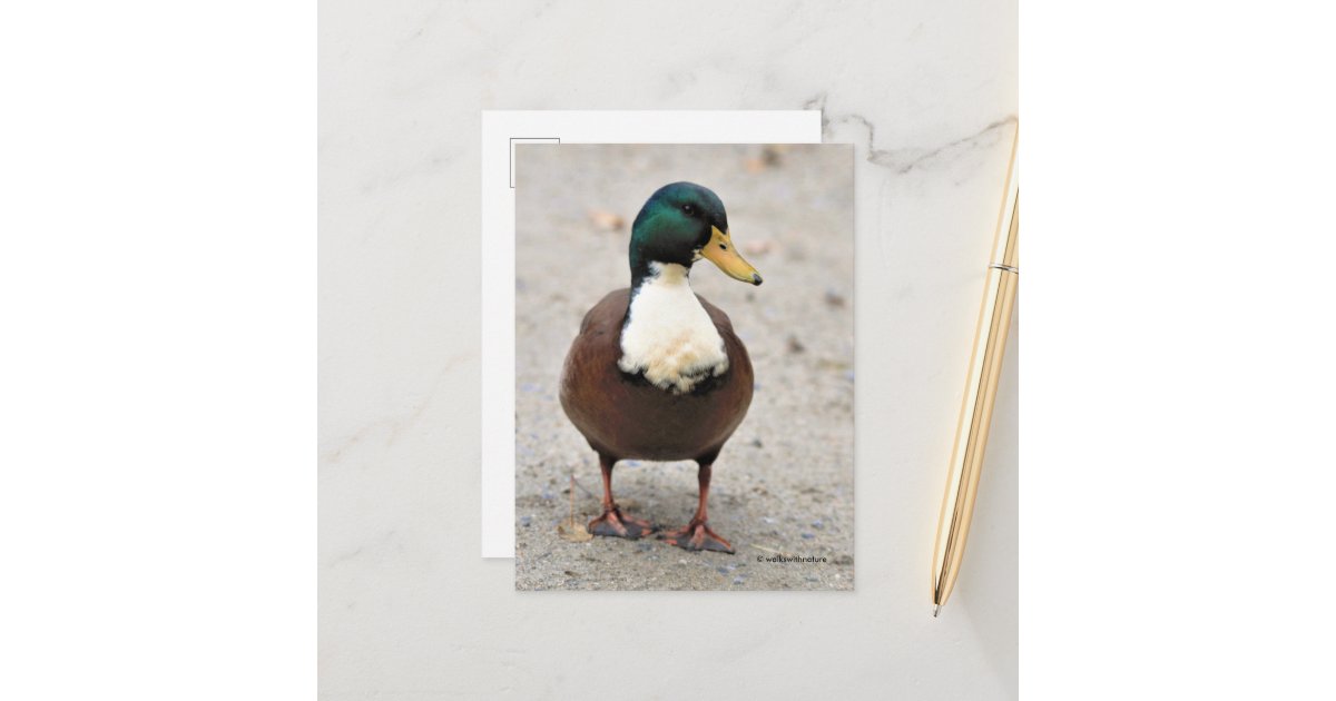 Suave Domestic Mallard Duclair Bibbed Odd Duck Postcard | Zazzle