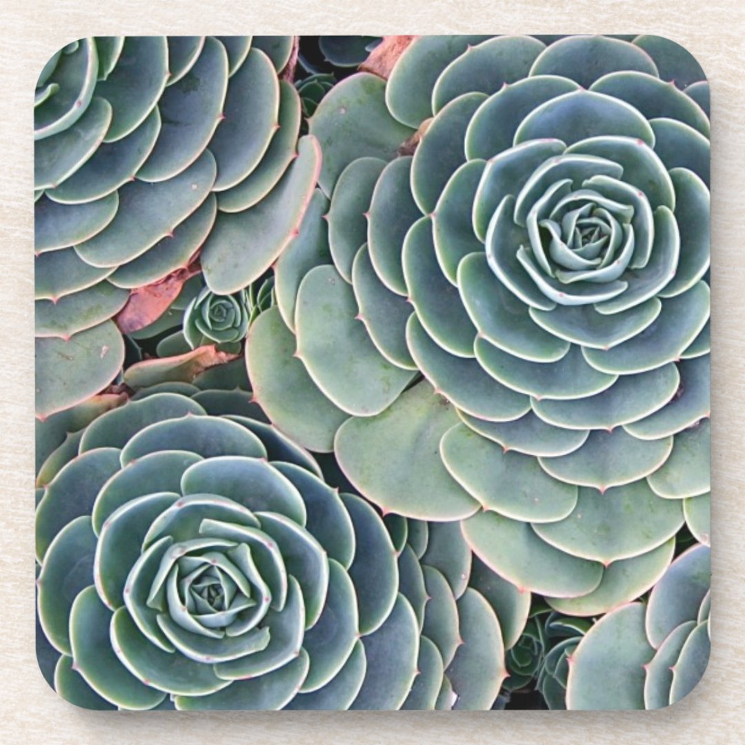 Succulent coasters | Zazzle