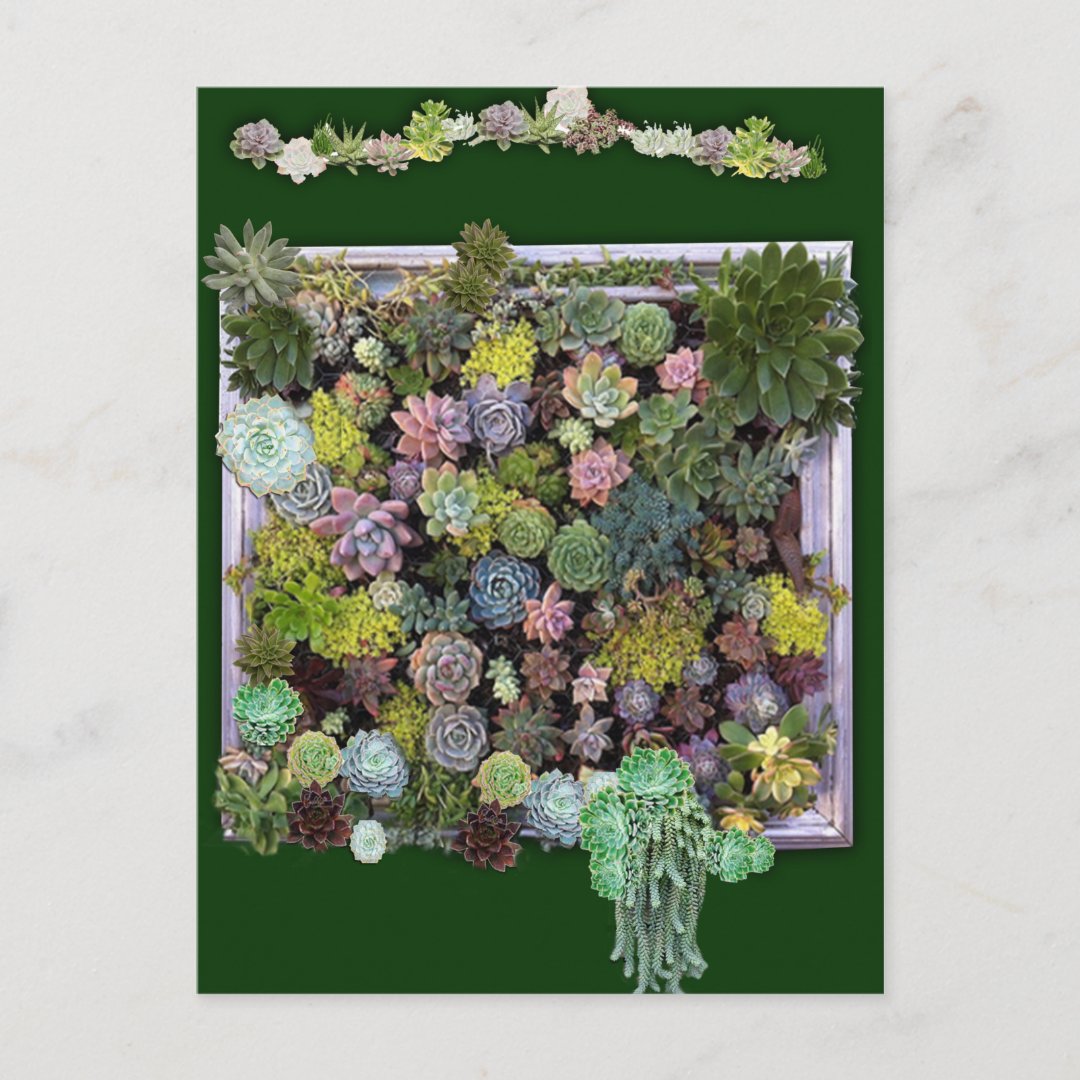 Succulent Garden Wall Display Postcard | Zazzle