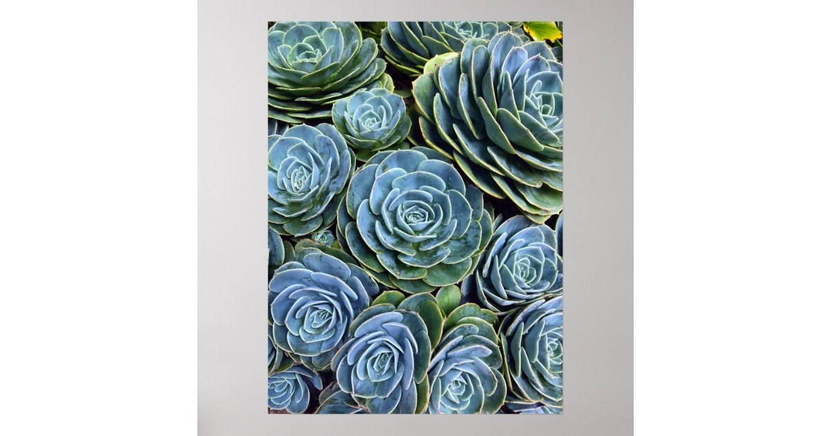 Succulent Photography Succulent Day Cactus Stock Poster | Zazzle