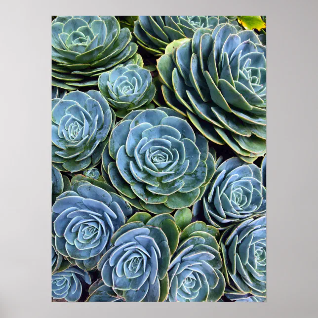 Succulent Photography Succulent Day Cactus Stock Poster | Zazzle