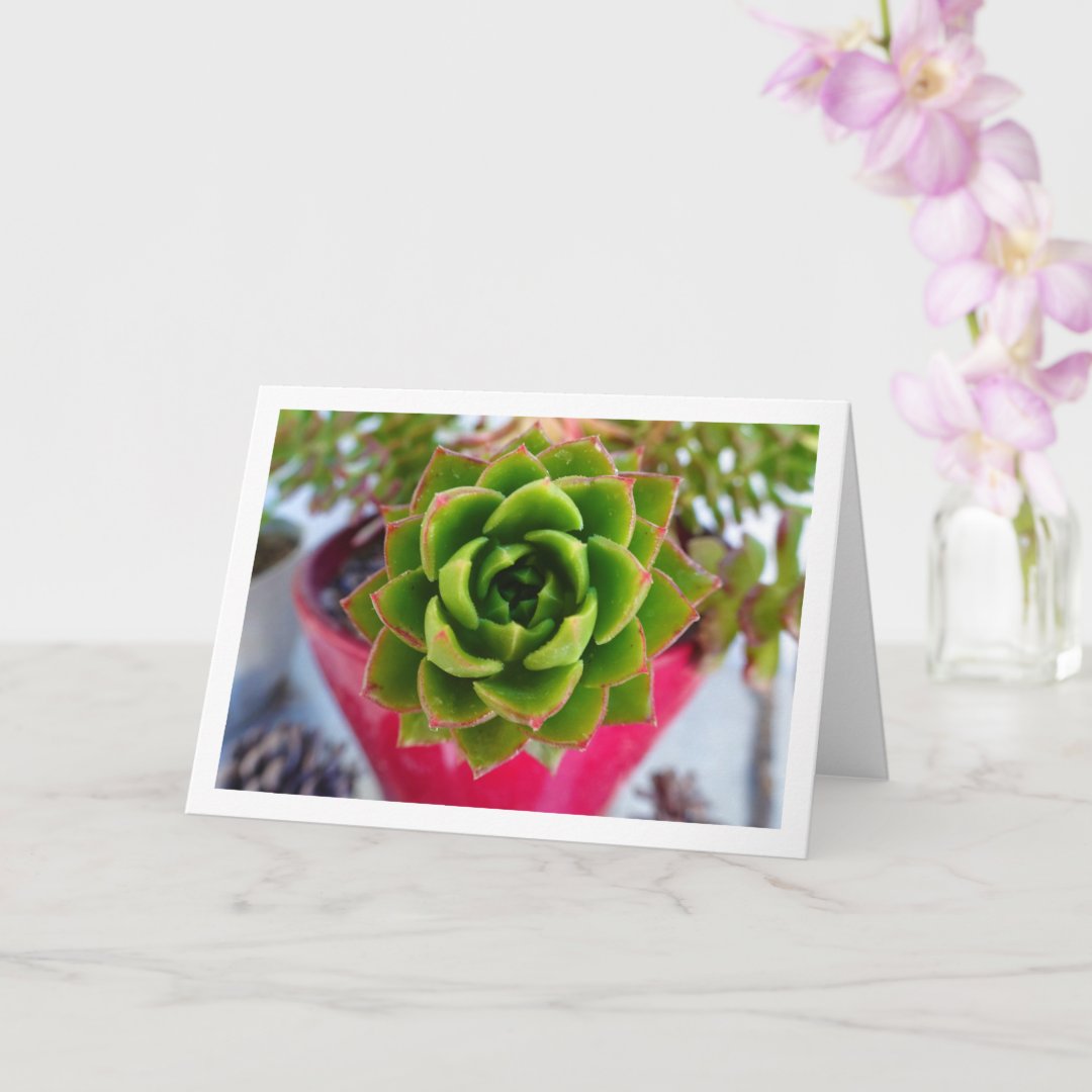 Succulent Plant Portrait Card | Zazzle