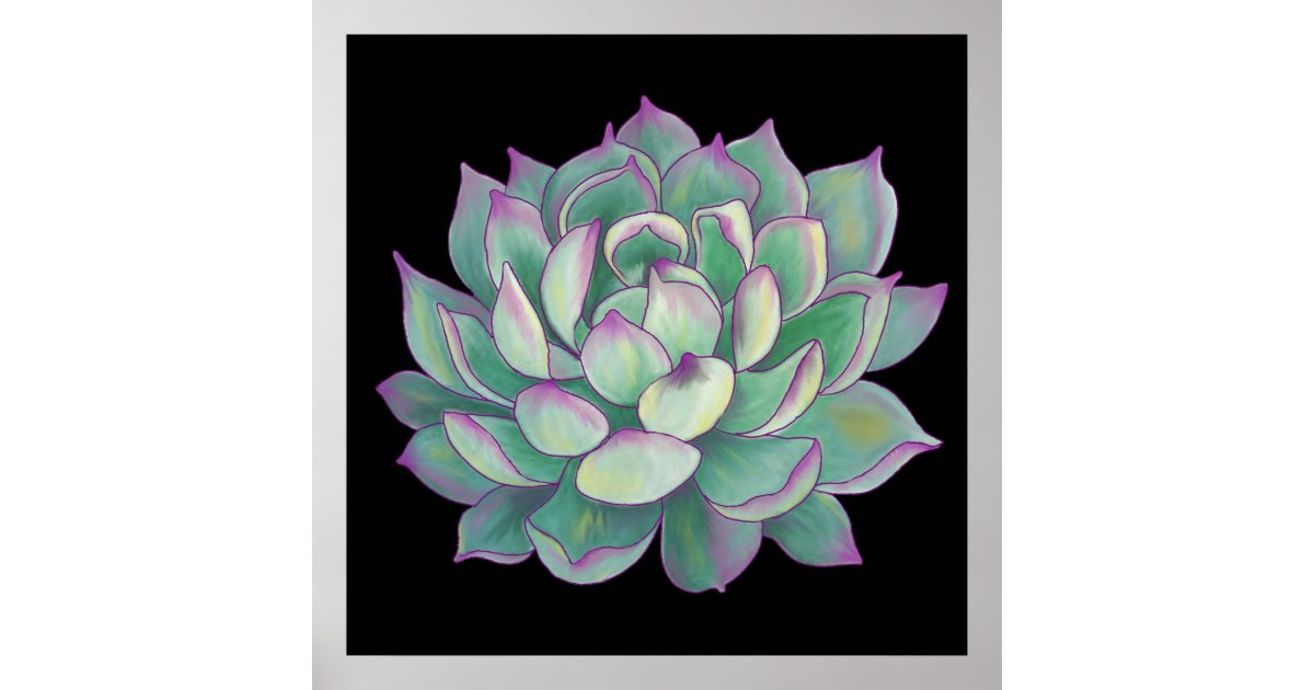 Succulent plant poster | Zazzle