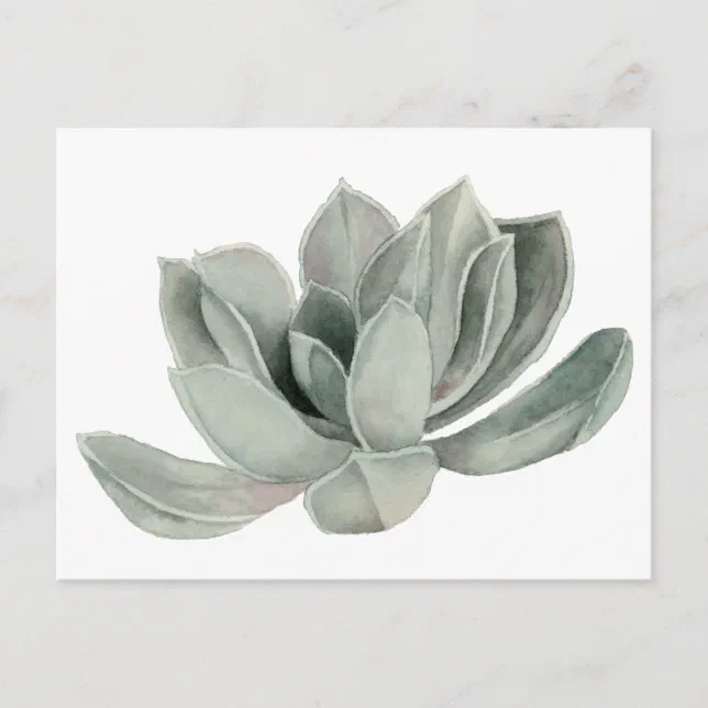 Succulent Plant Watercolor Illustration Postcard | Zazzle