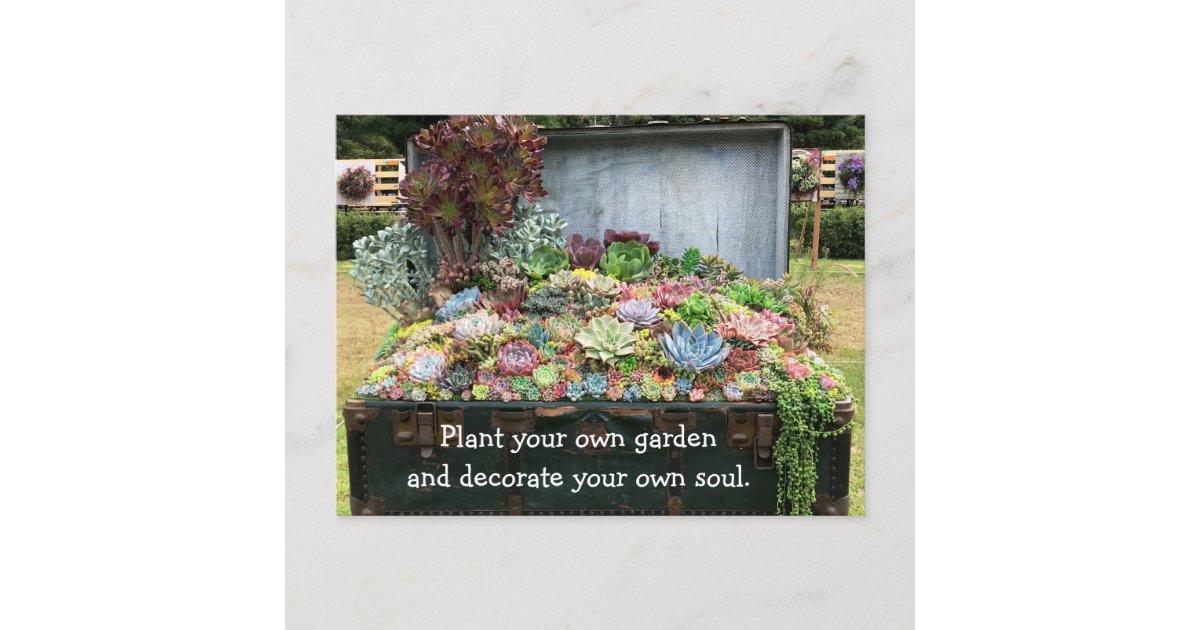 Succulents in Treasure Chest Postcard | Zazzle