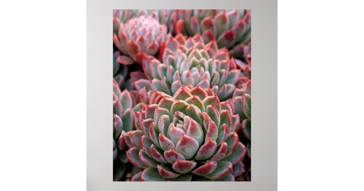Succulents Poster | Zazzle