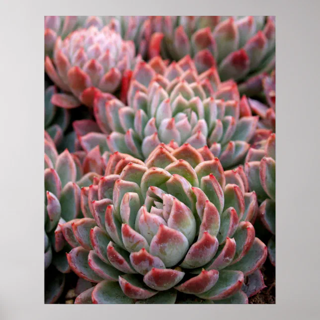 Succulents Poster | Zazzle