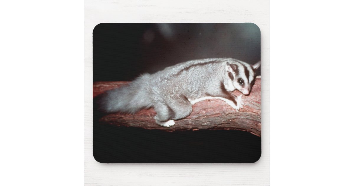 Sugar Glider - Petaurus breviceps Mouse Pad | Zazzle