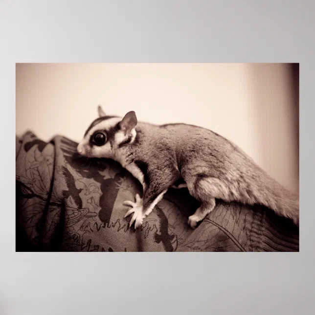 Sugar Glider poster | Zazzle
